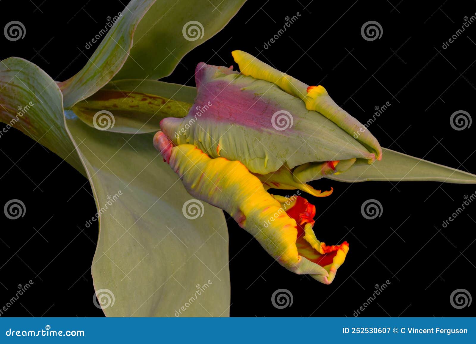 Dragon Tulip Flower Rainbow Parrot 09 Stock Image - Image of tulipa ...