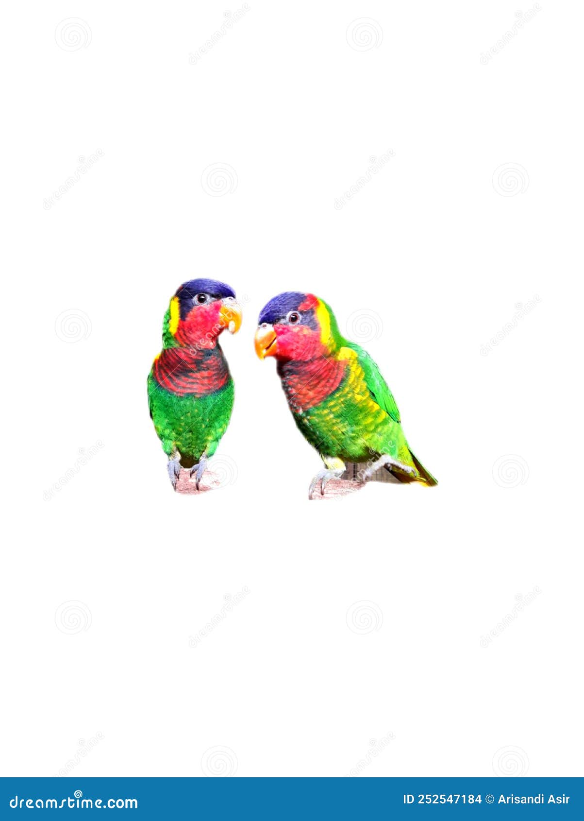 Nature Rainbow Parrot Colors Stock Photo - Image of yellow, wing: 252547184
