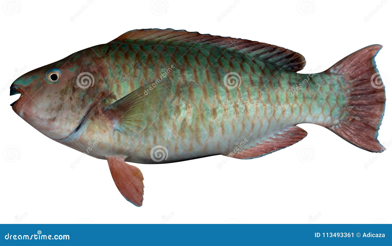 Rainbow Parrotfish stock illustration. Illustration of atlantic - 113493361