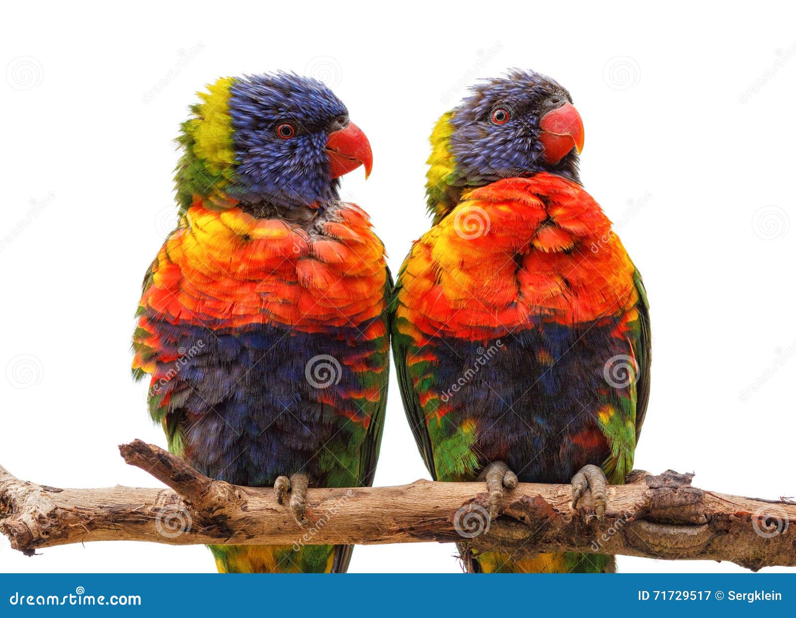 Rainbow Parrots on Branch stock image. Image of birds - 71729517