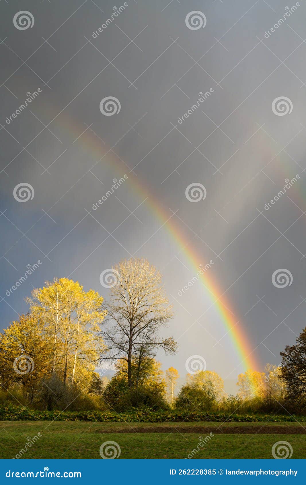 Rainbow Passing through Rain Over Yellow Fall Trees Stock Image - Image ...
