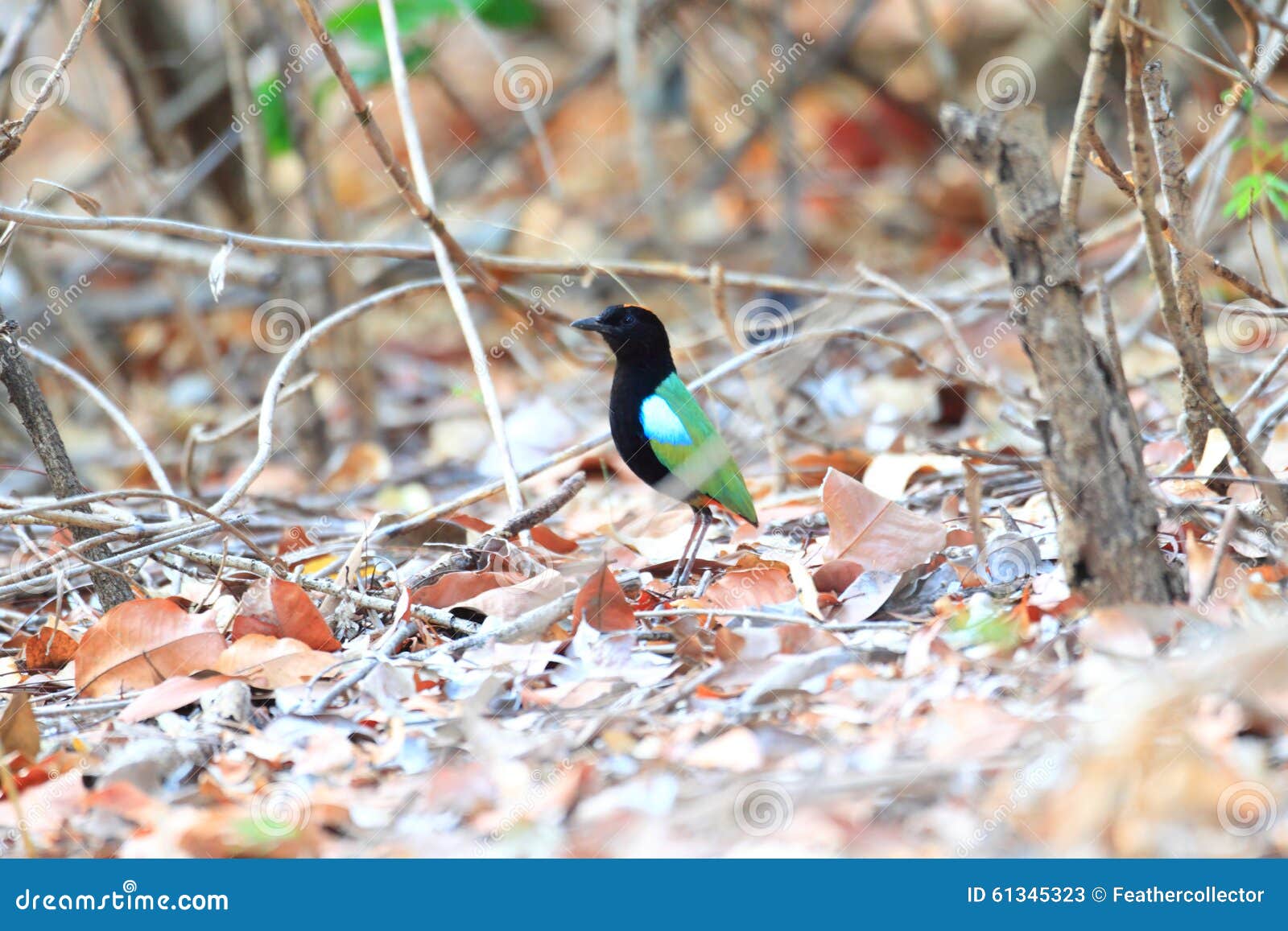 Rainbow pitta stock image. Image of kakadu, machaerirhynchus - 61345323