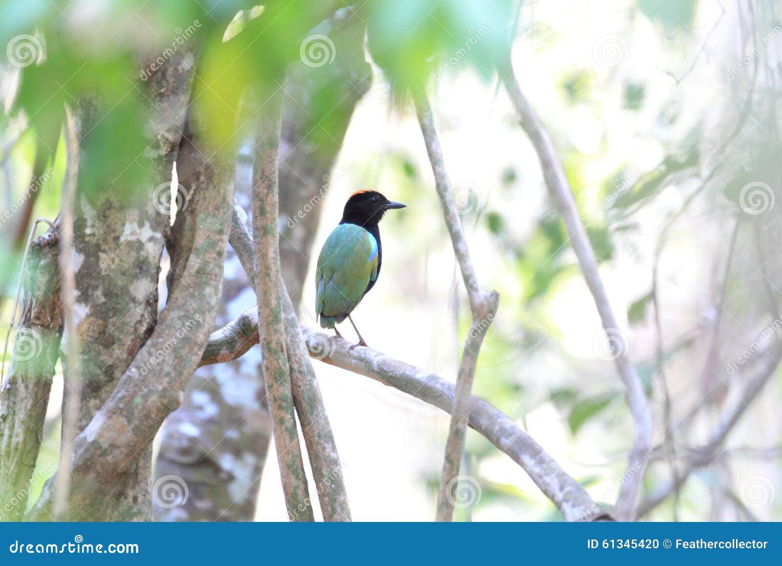 Rainbow pitta stock photo. Image of rainbow, pitta, animal - 61345420