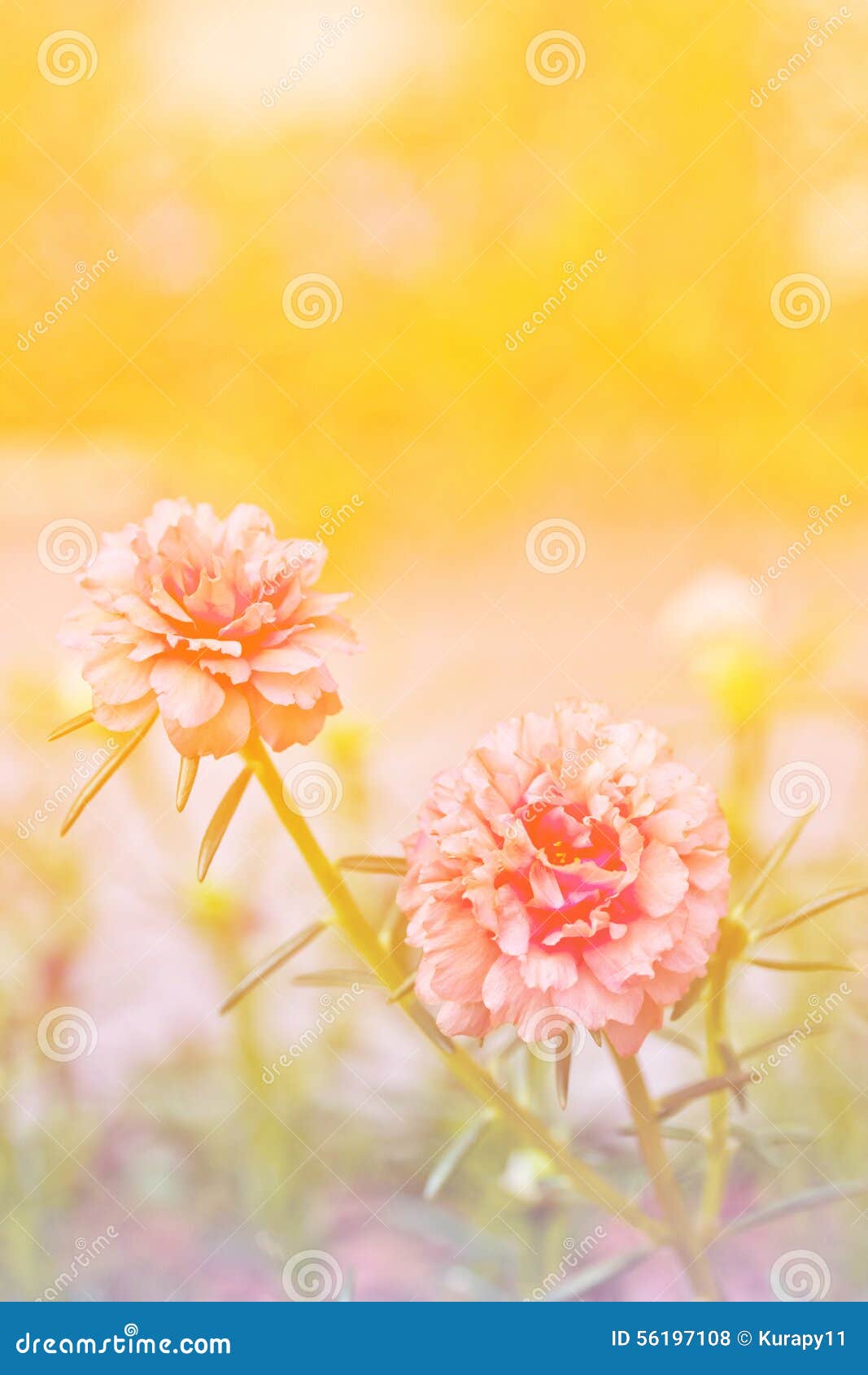 Rainbow Portulaca Flowers at the Garden. Stock Photo - Image of botany ...