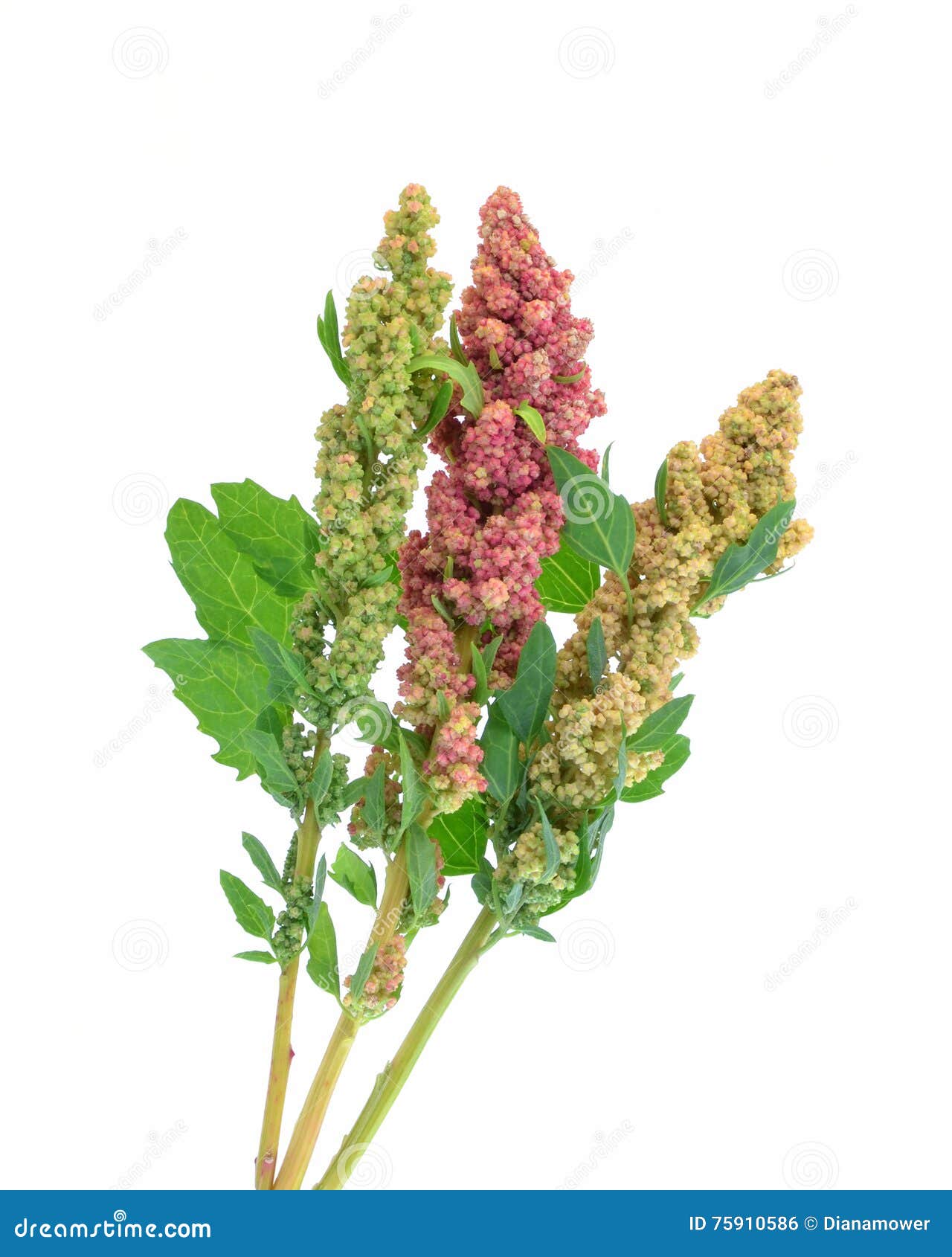 Rainbow Quinoa stock photo. Image of crop, isolated, rainbow - 75910586