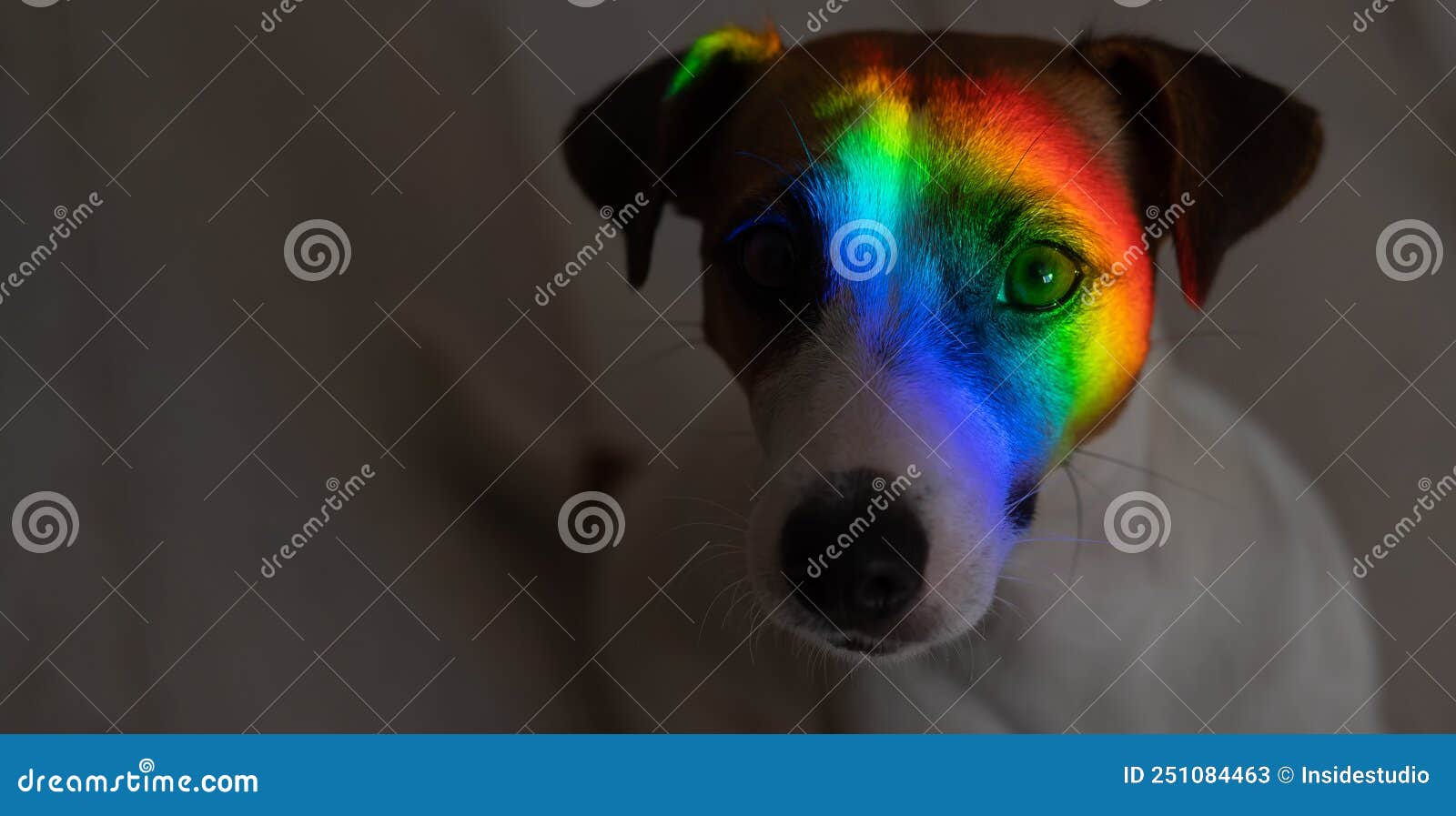 Rainbow Rays on the Muzzle of a Jack Russell Terrier Dog. Stock Image ...