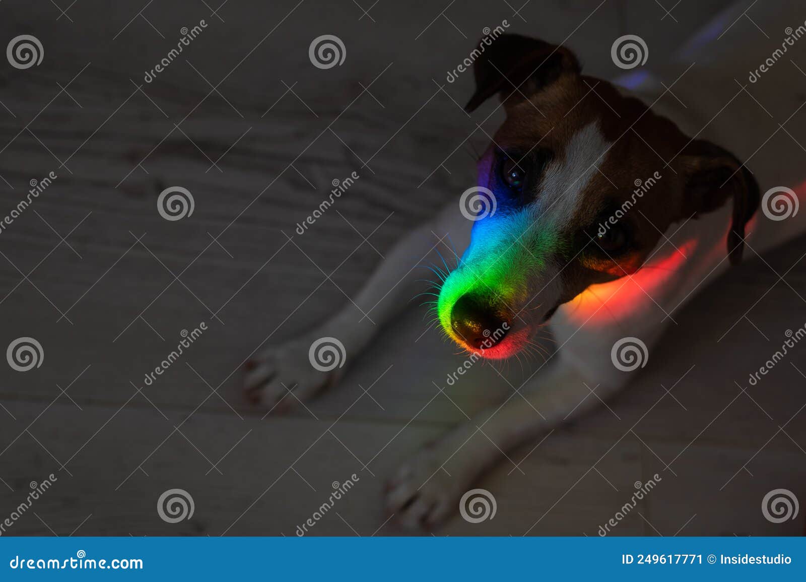 Rainbow Rays on the Muzzle of a Jack Russell Terrier Dog. Stock Image ...