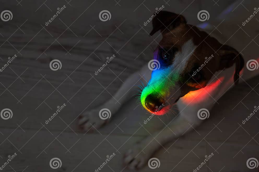 Rainbow Rays on the Muzzle of a Jack Russell Terrier Dog. Stock Image ...