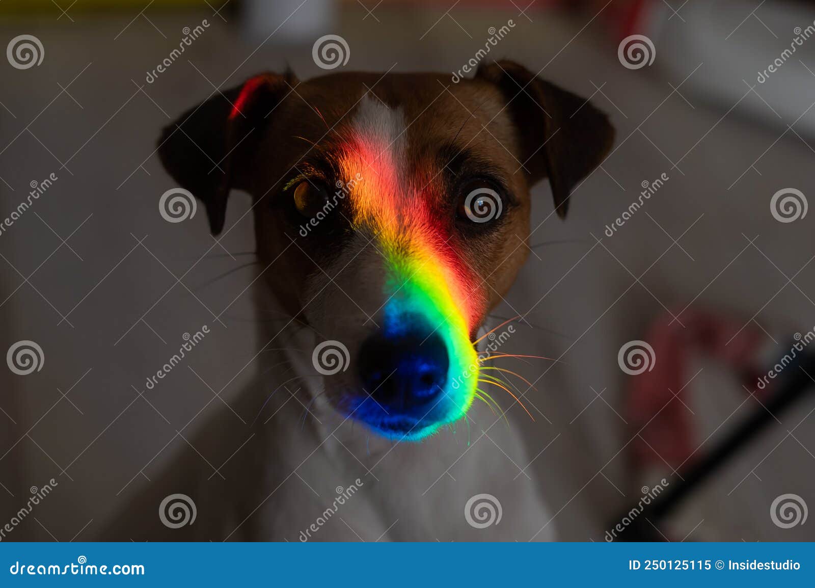 Rainbow Rays on the Muzzle of a Jack Russell Terrier Dog. Stock Image ...