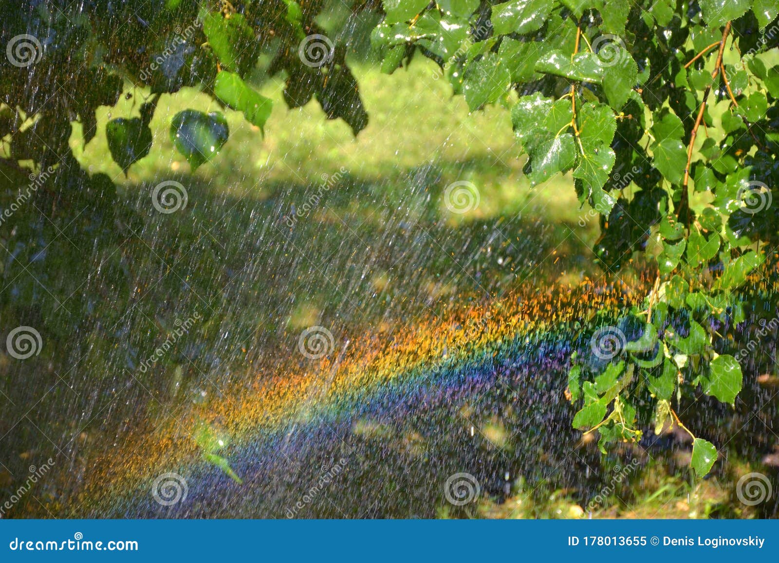 Rainbow in the Rays of the Sun and Spray Water, on a Grassy City Lawn ...