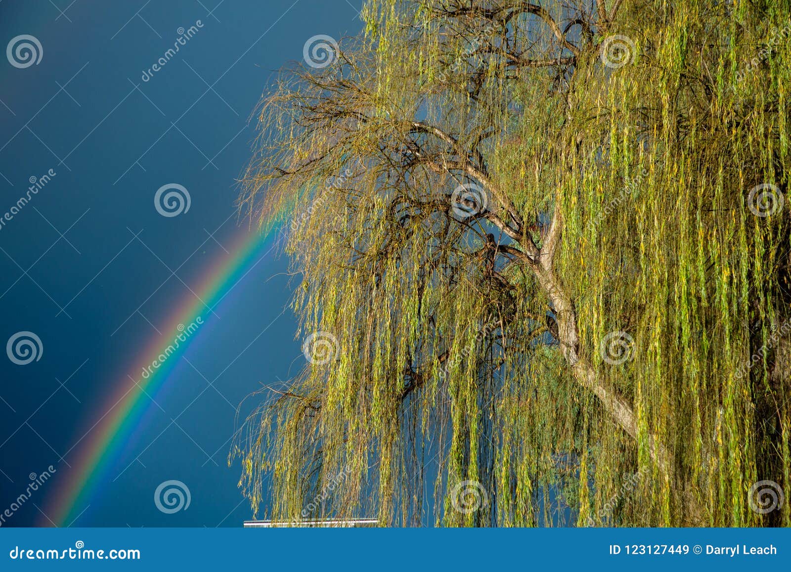 A Rainbow and Riverbank Tree at Mannum South Australia on 6th Au Stock ...