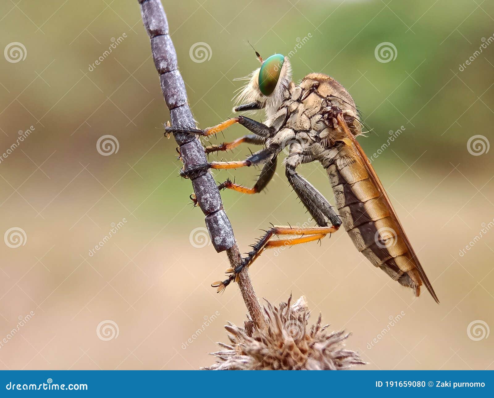 Rainbow robberfly stock photo. Image of flower, dragonfly - 191659080