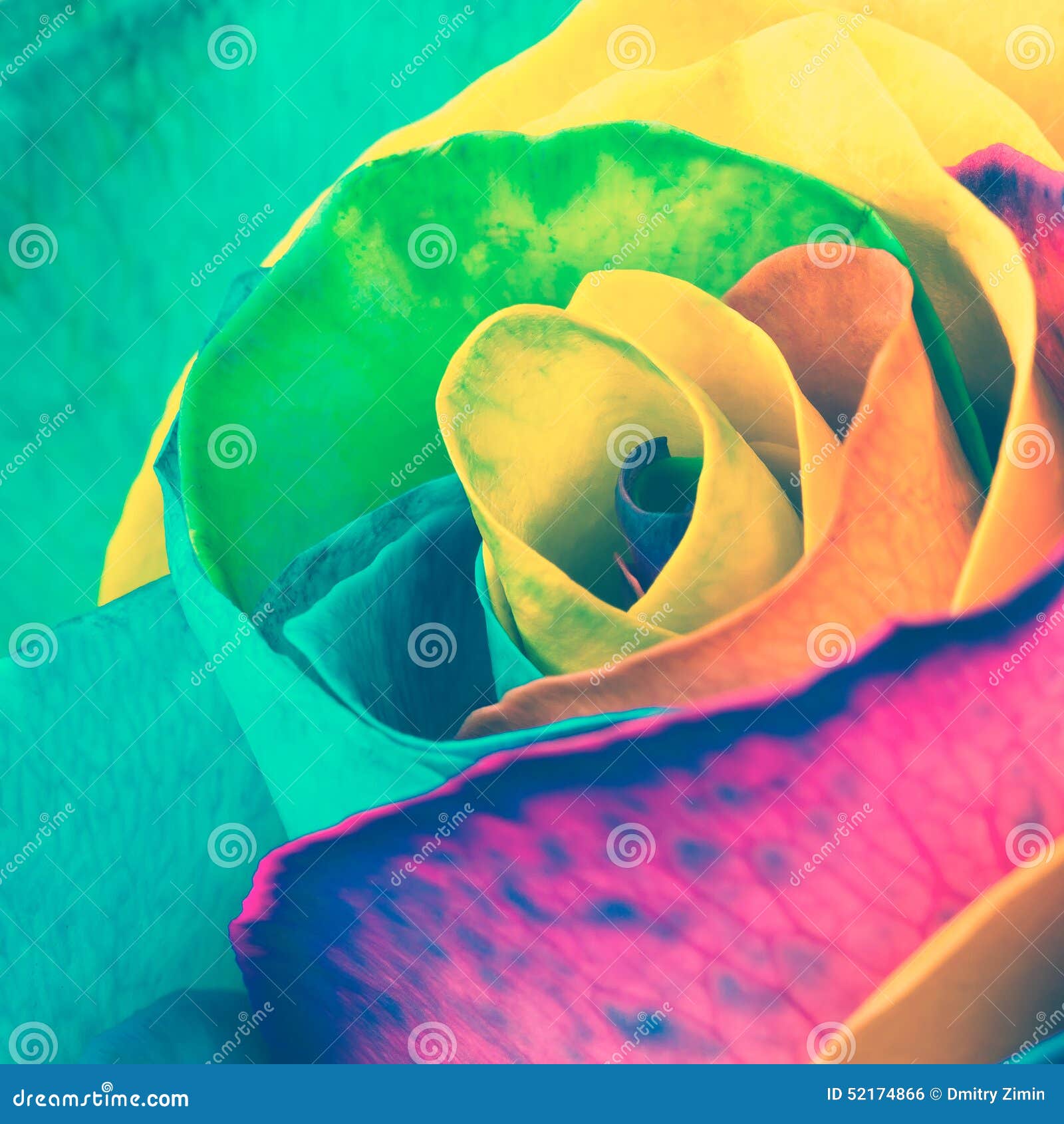 Rainbow Rosa fotografia stock. Immagine di magia, regalo - 52174866