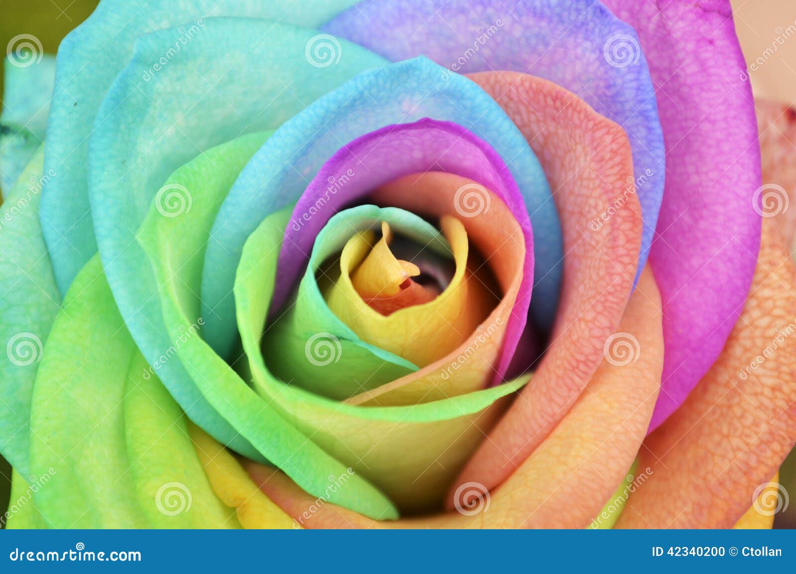 Rainbow Rose Background stock photo. Image of nature - 42340200