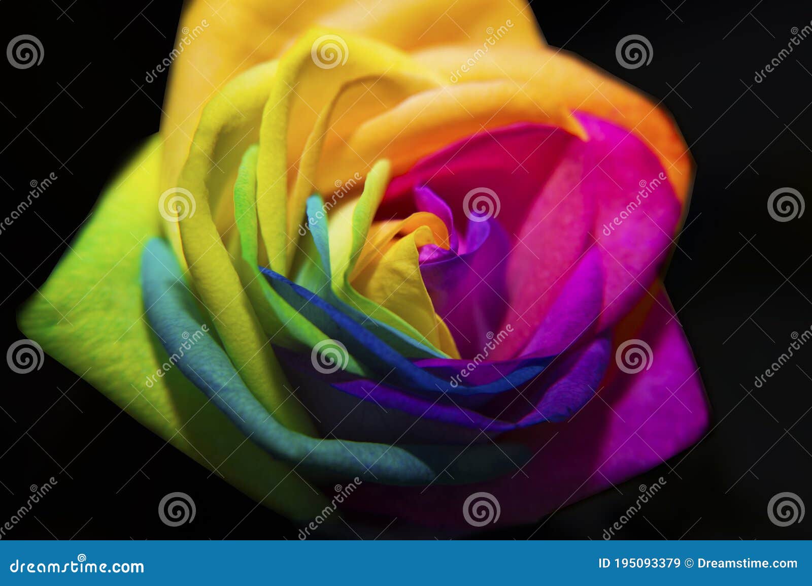 Rainbow Rose on Black Background Stock Image - Image of colorful, blue ...