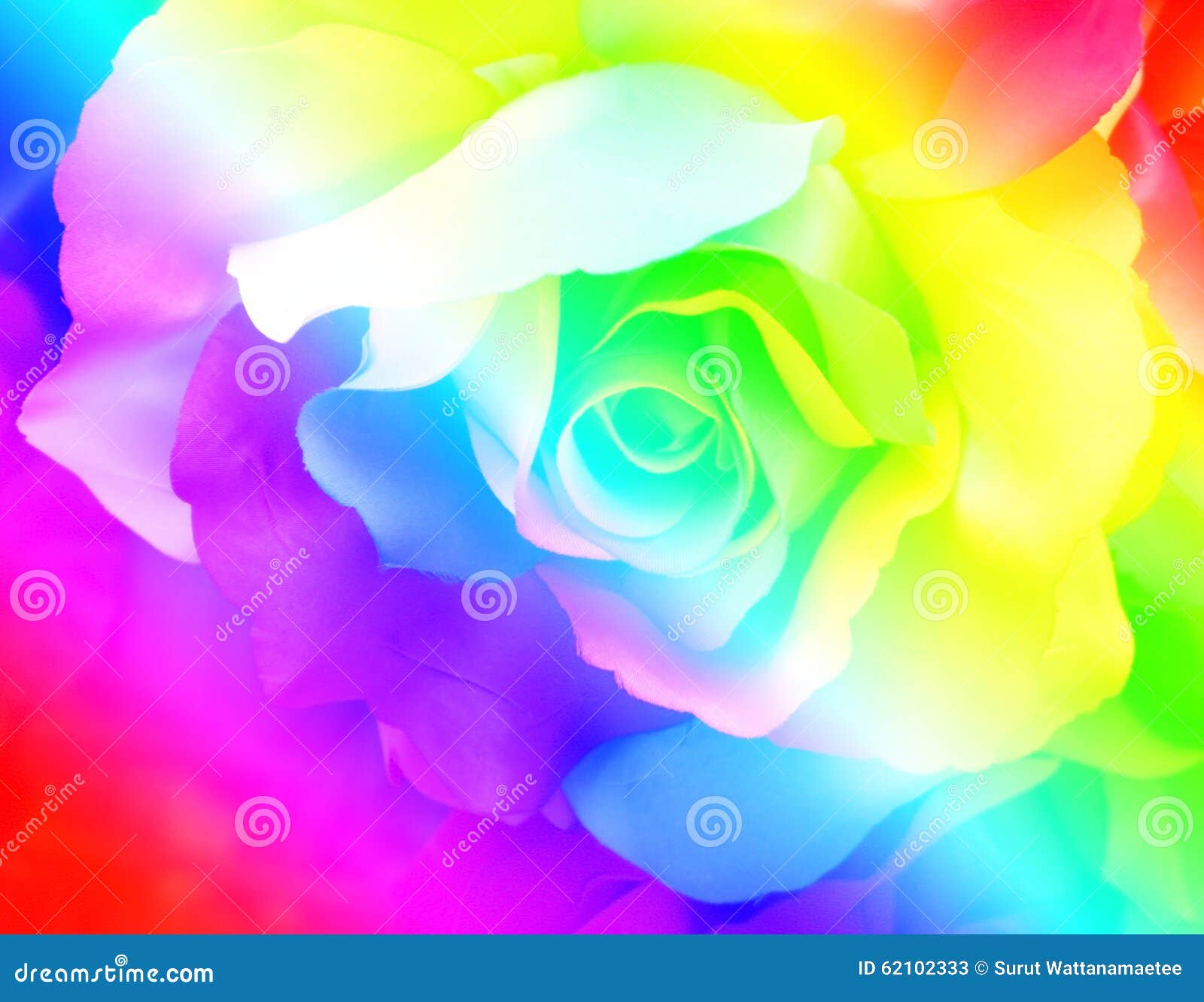 Rainbow Rose with Colored Petals Stock Image - Image of blossom, rose ...