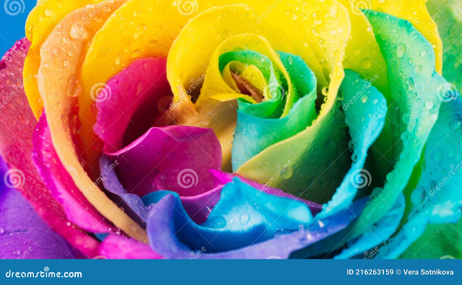 Rainbow Rose with Colorful Petals, Macro for Background Stock Image ...