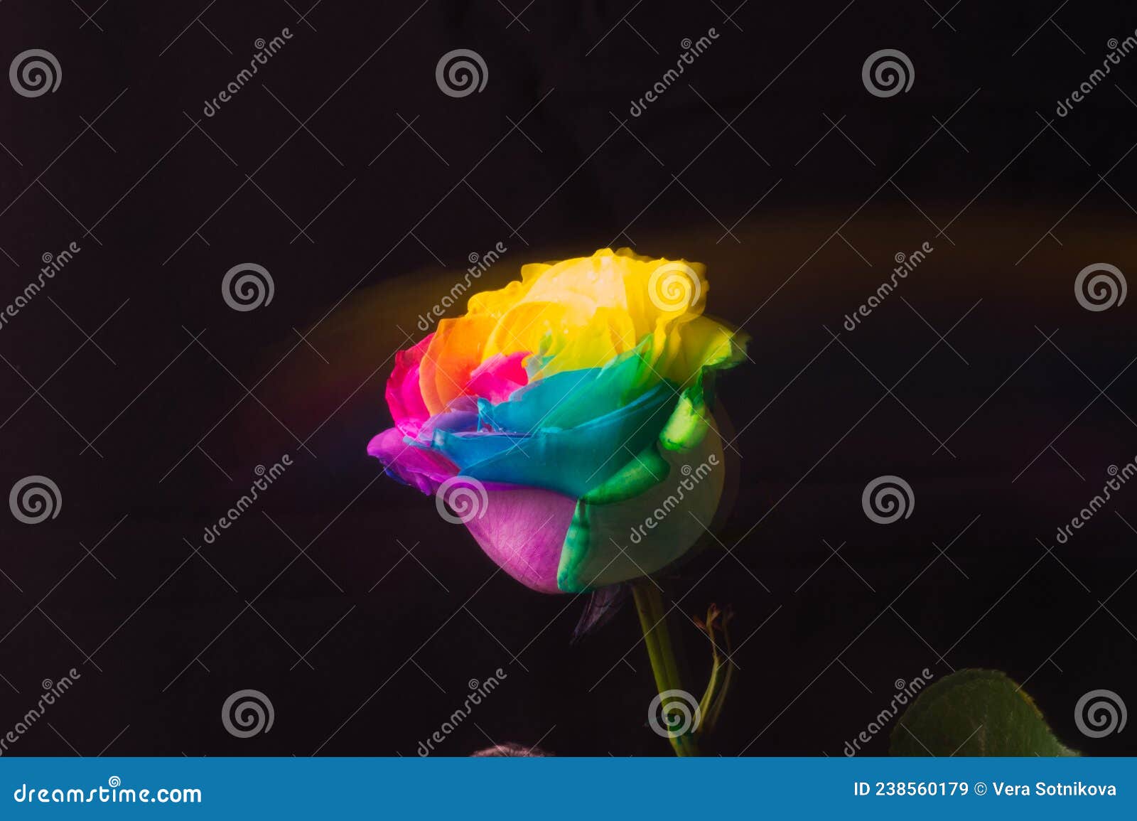 Rainbow Rose with Colorful Petals Onblack Background in Motion ...