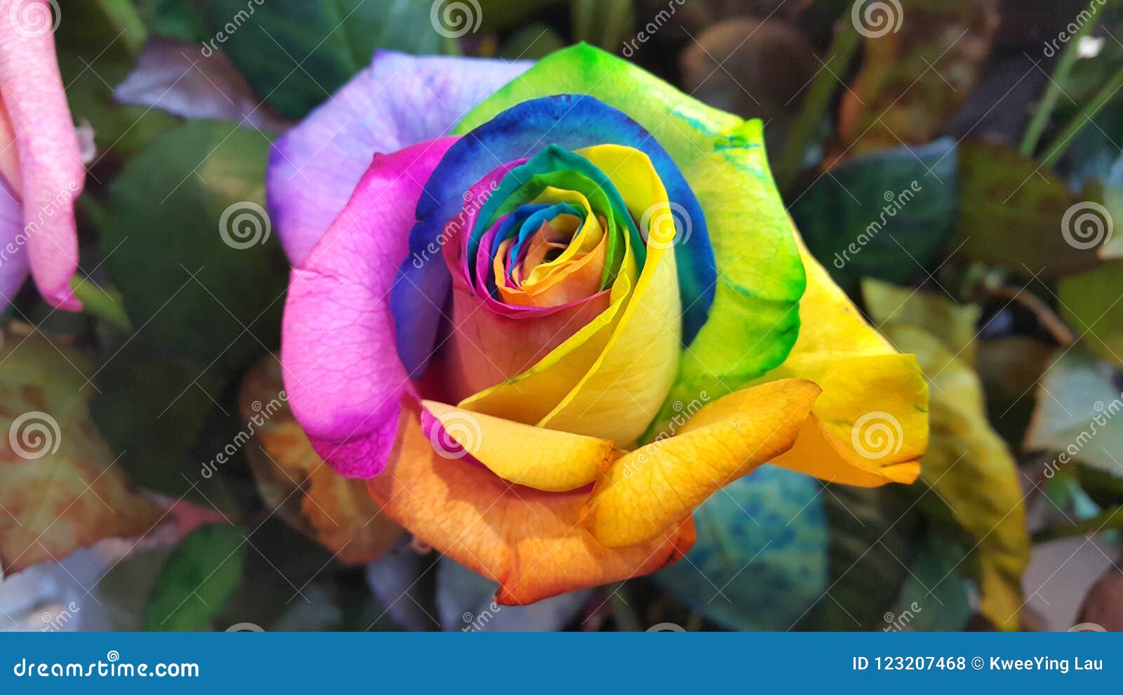 Rainbow Rose stock photo. Image of colors, single, rainbow - 123207468
