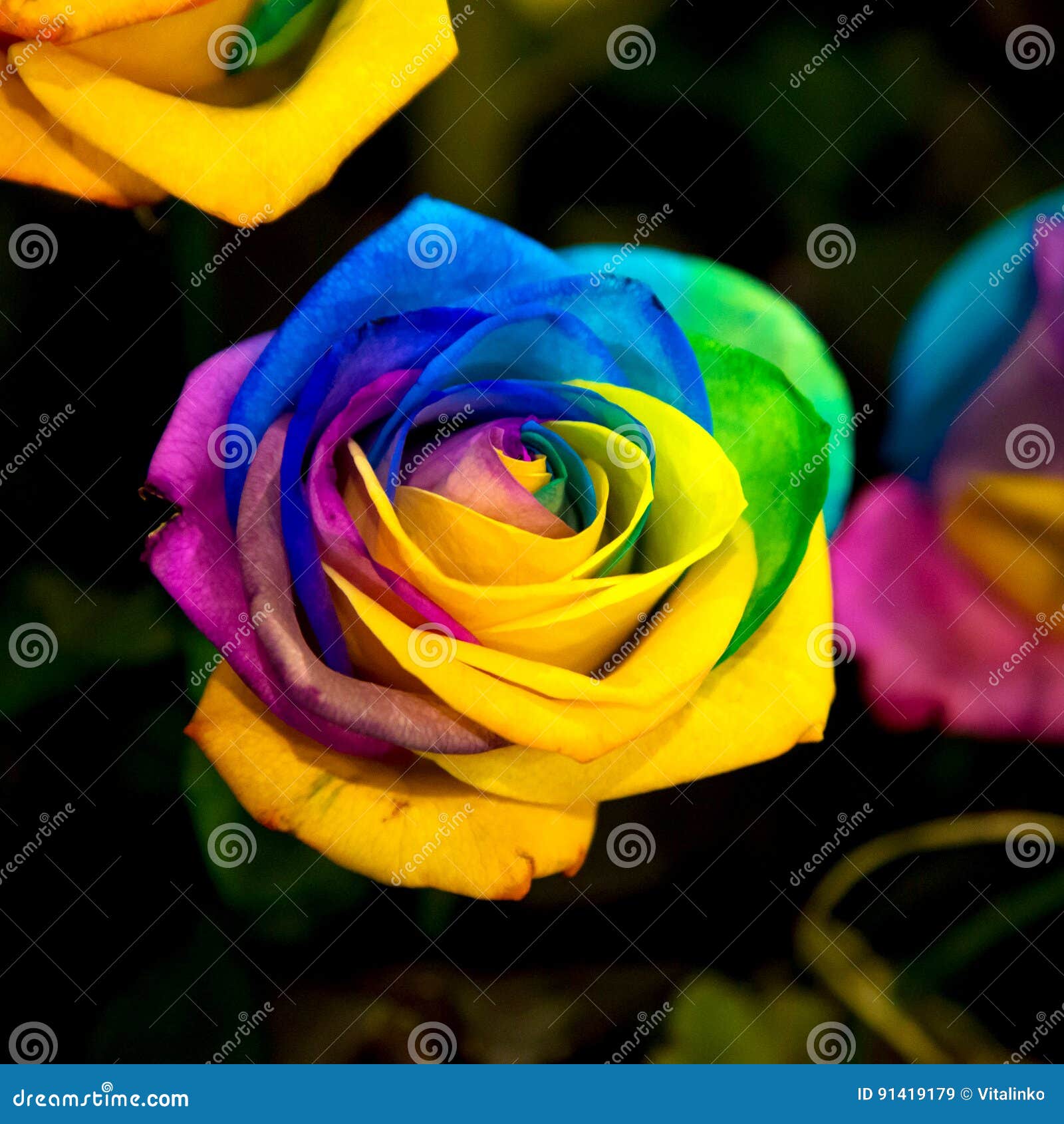 Rainbow rose flower. stock image. Image of blossom, love - 91419179