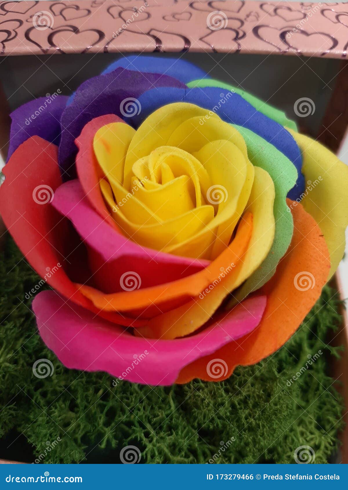 Rainbow rose flower stock photo. Image of flower, gift - 173279466