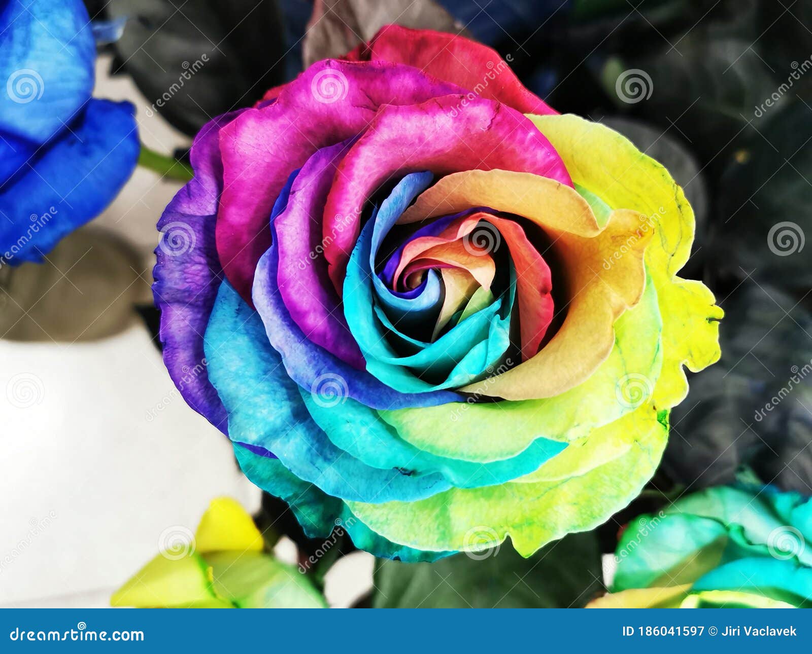 Rainbow Rose Flower Texture Stock Image - Image of pink, colors: 186041597