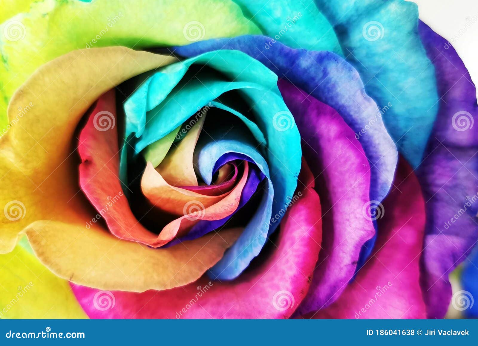 Rainbow Rose Flower Texture Stock Photo - Image of close, pink: 186041638