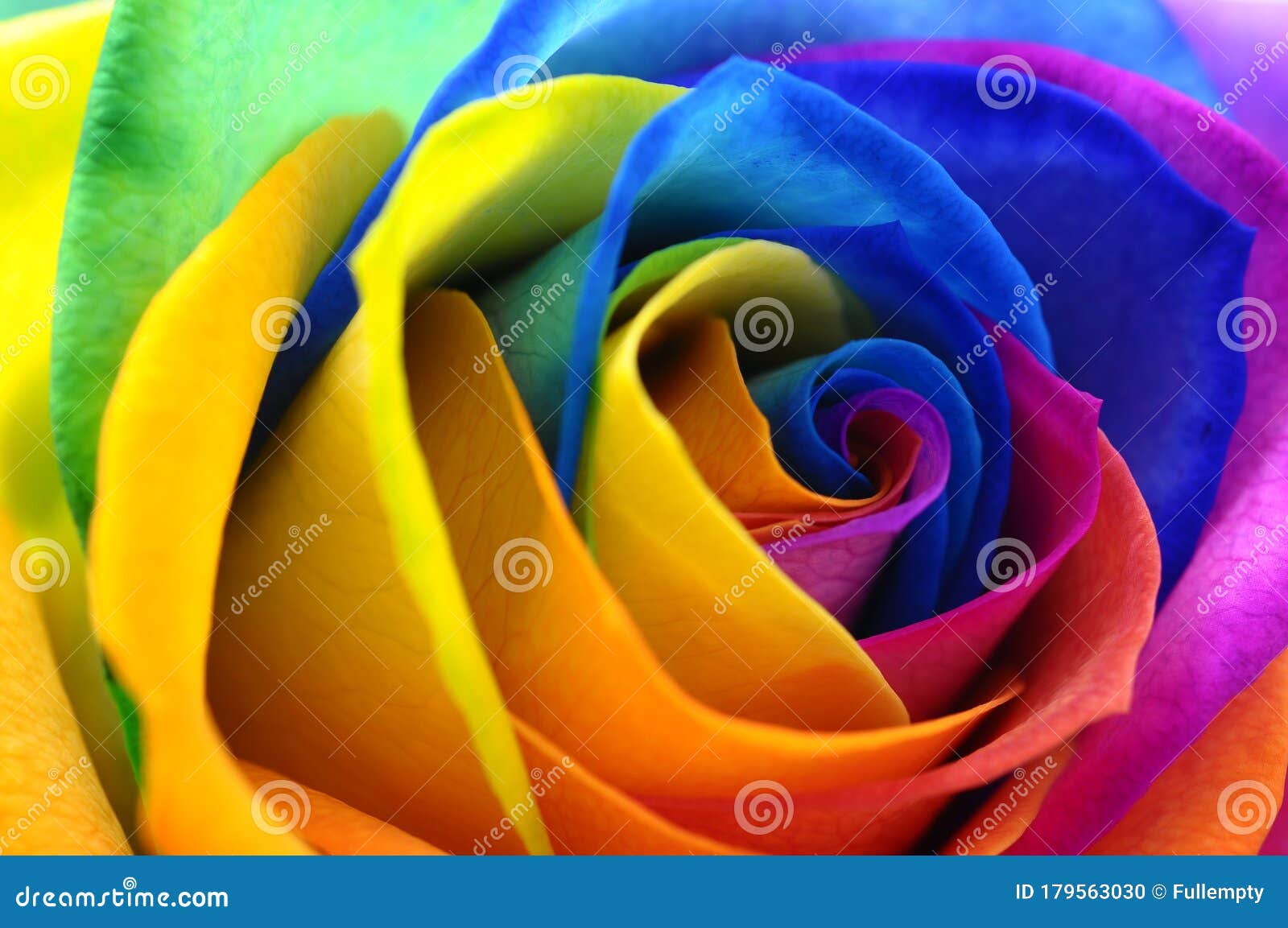 Rainbow Rose or Happy Flower Stock Photo - Image of happy, background ...