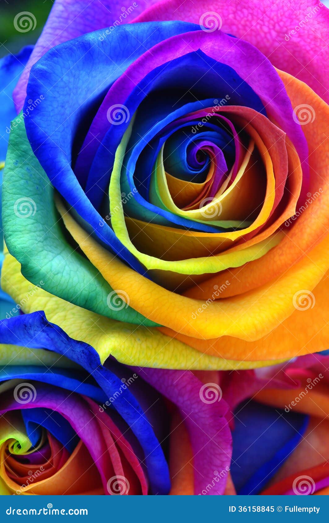 Rainbow Rose or Happy Flower Stock Image - Image of macro, green: 36158845