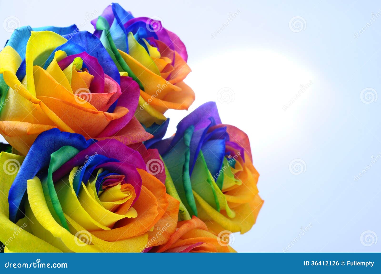 Rainbow Rose or Happy Flower Stock Photo - Image of macro, happiness ...