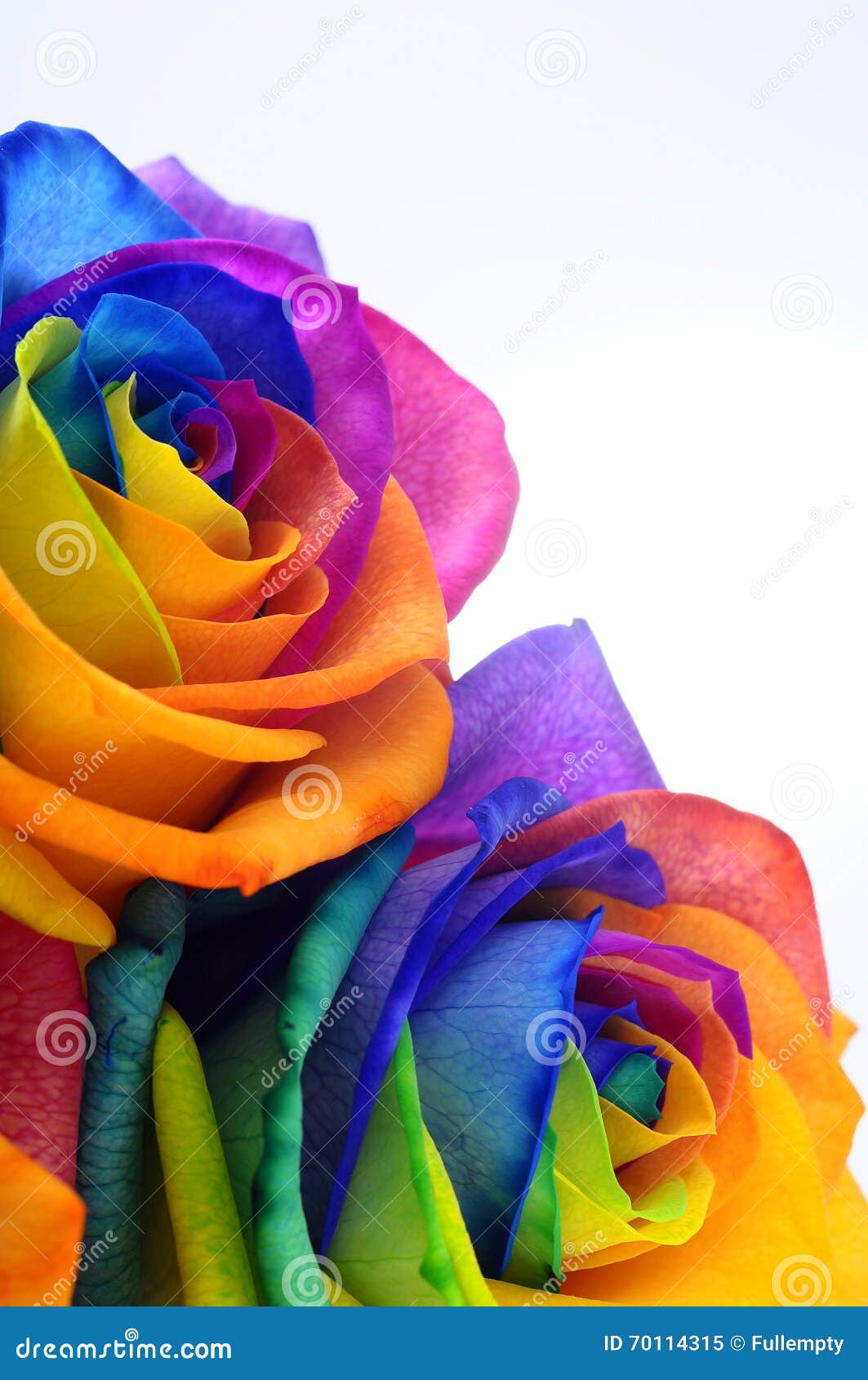 Rainbow Rose or Happy Flower Stock Image - Image of rose, circle: 70114315