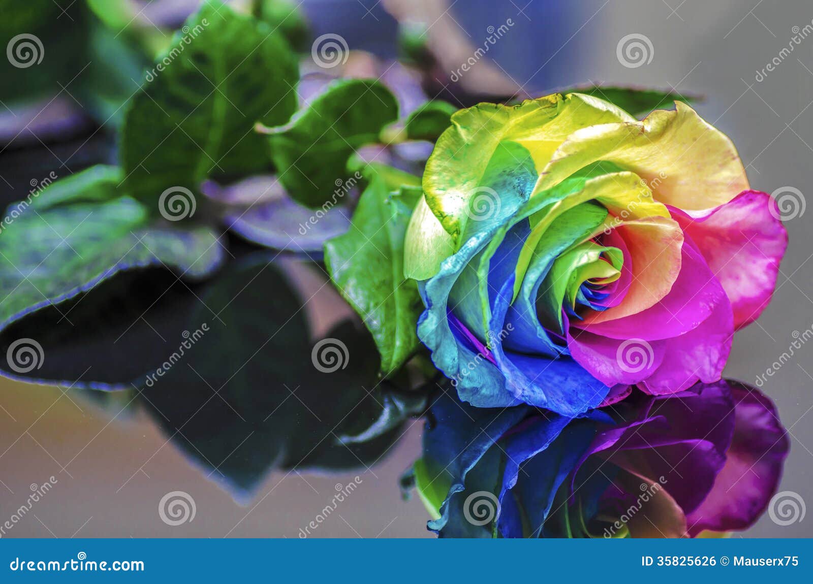 Rainbow Rose Reflection stock photo. Image of love, amazing - 35825626