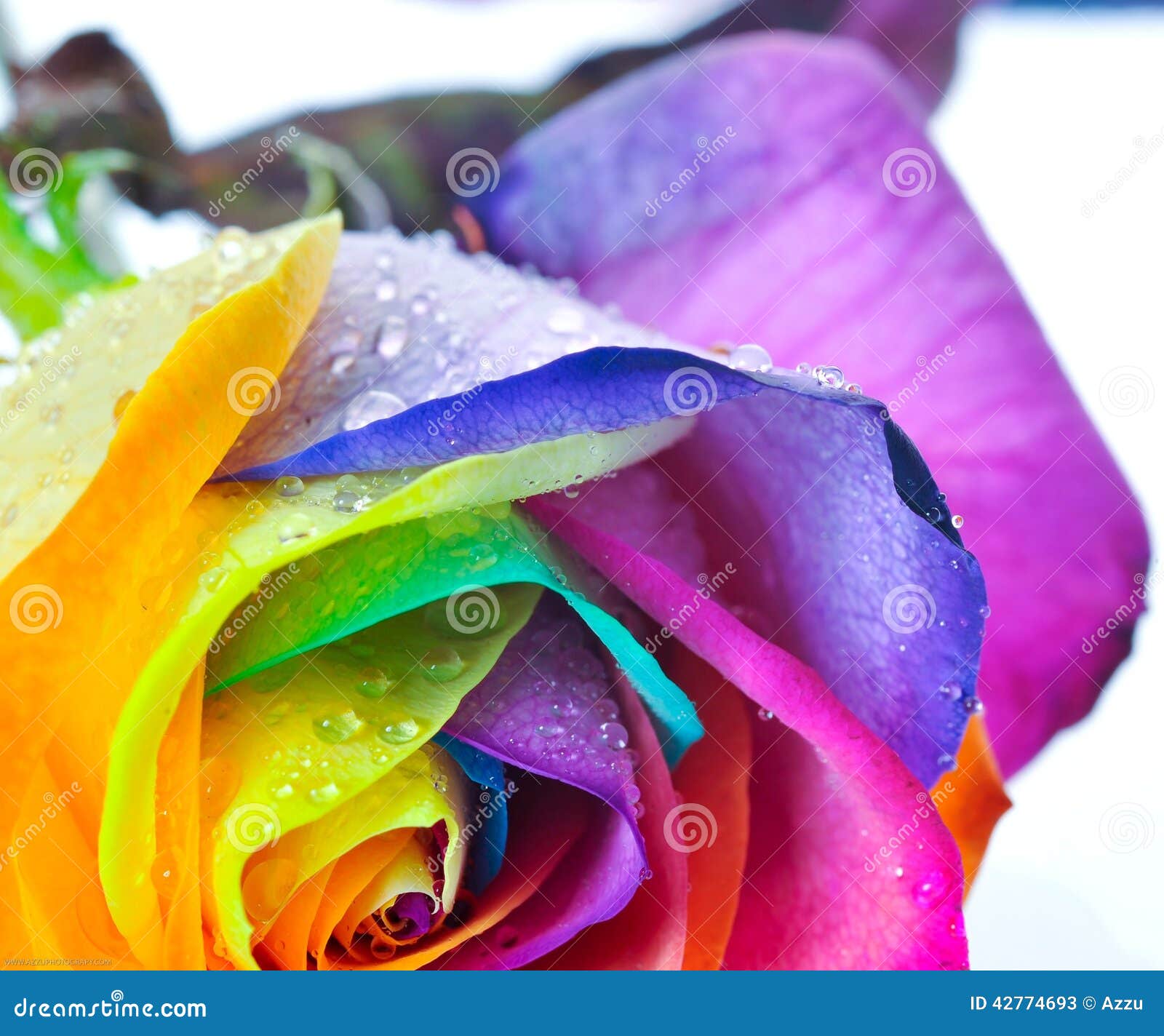 Rainbow rose stock image. Image of rose, waterdrop, rainbowrose - 42774693
