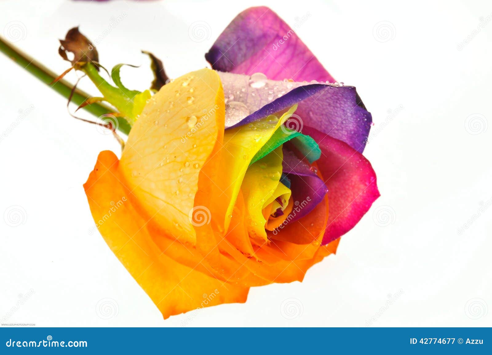 Rainbow rose stock image. Image of rainbowrose, water - 42774677