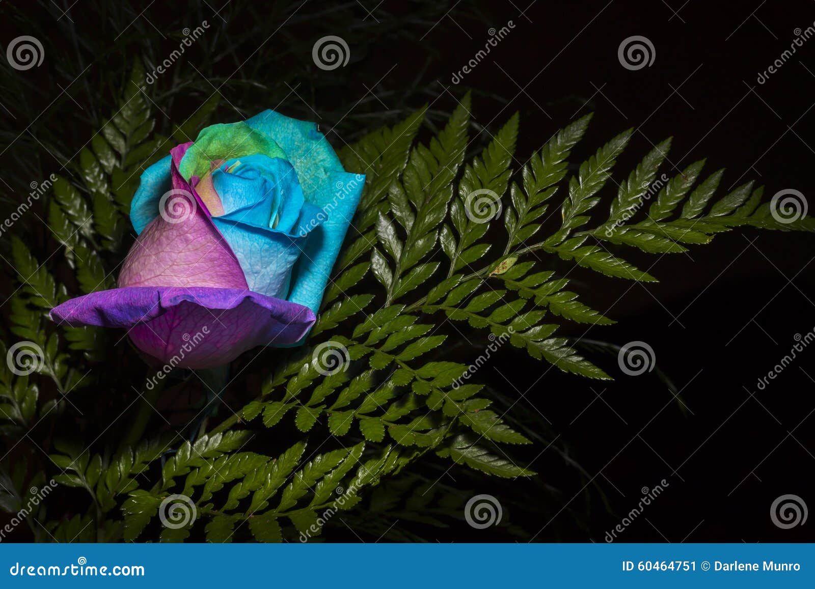 186 Single Rainbow Rose Photos - Free & Royalty-Free Stock Photos from ...