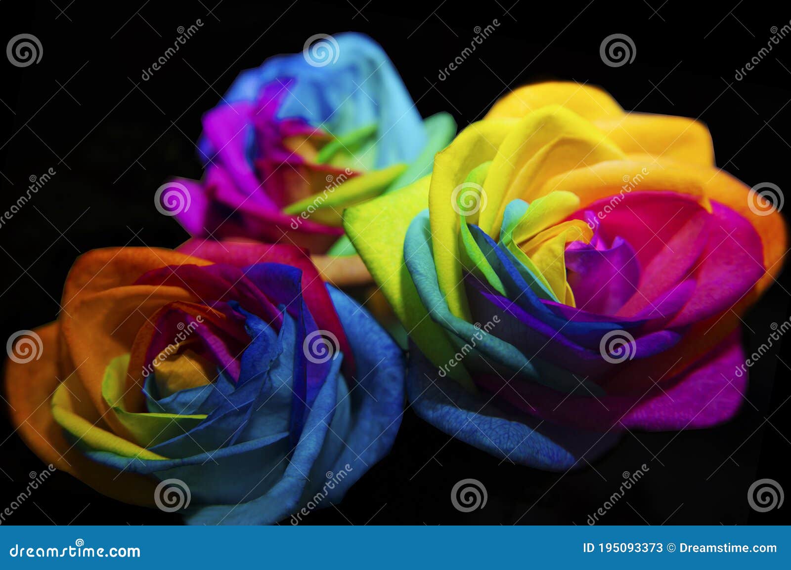 Rainbow Roses on Black Background Stock Image - Image of bouquet ...