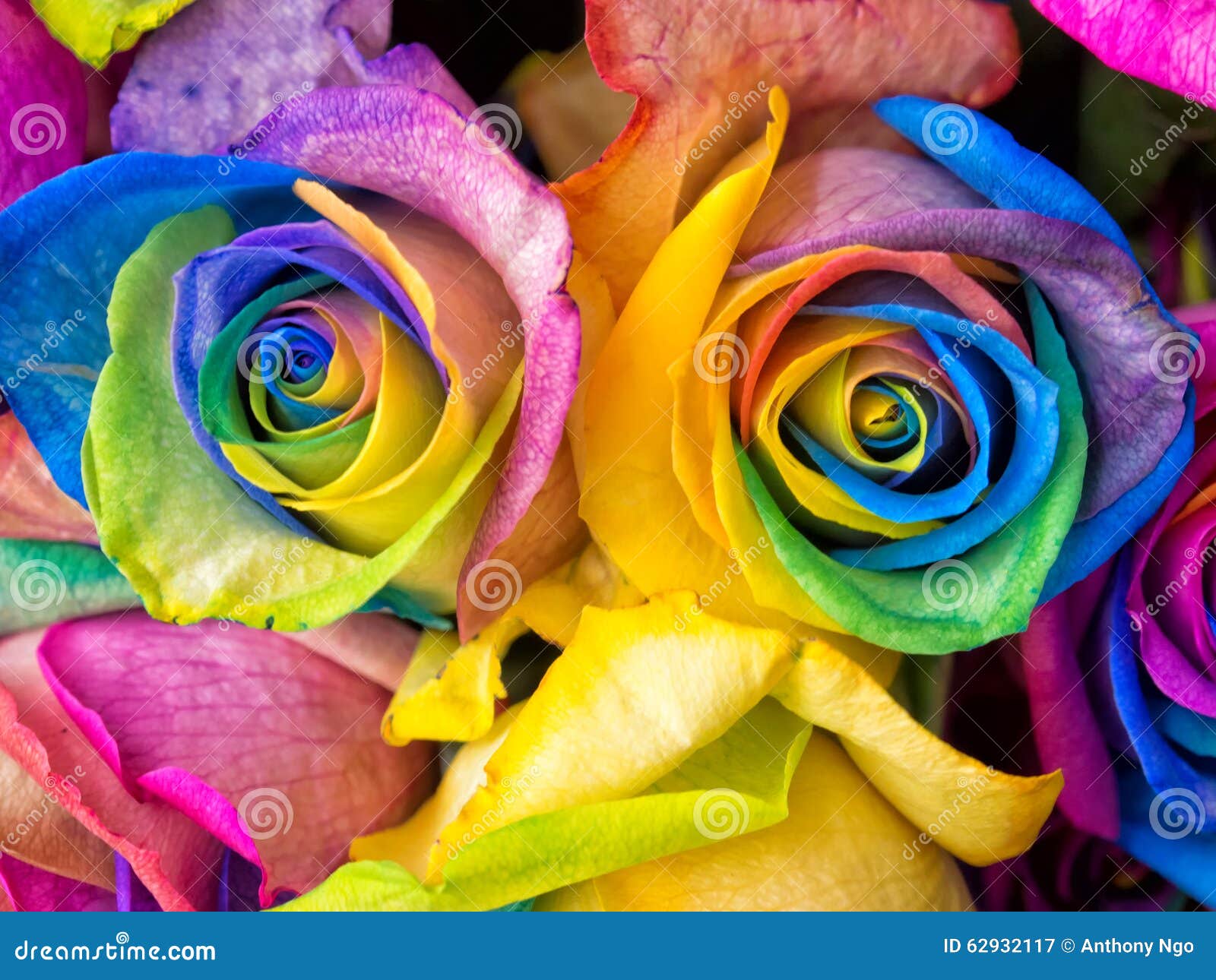 496 Colorfull Roses Photos - Free & Royalty-Free Stock Photos from ...