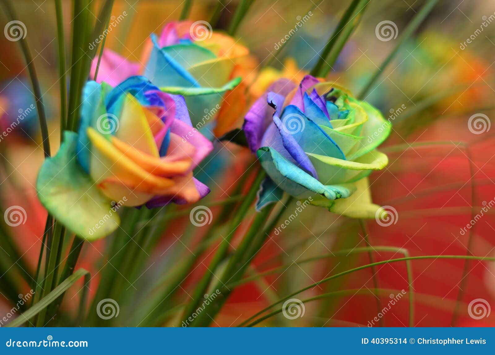 Rainbow Roses stock photo. Image of closeup, look, garden - 40395314