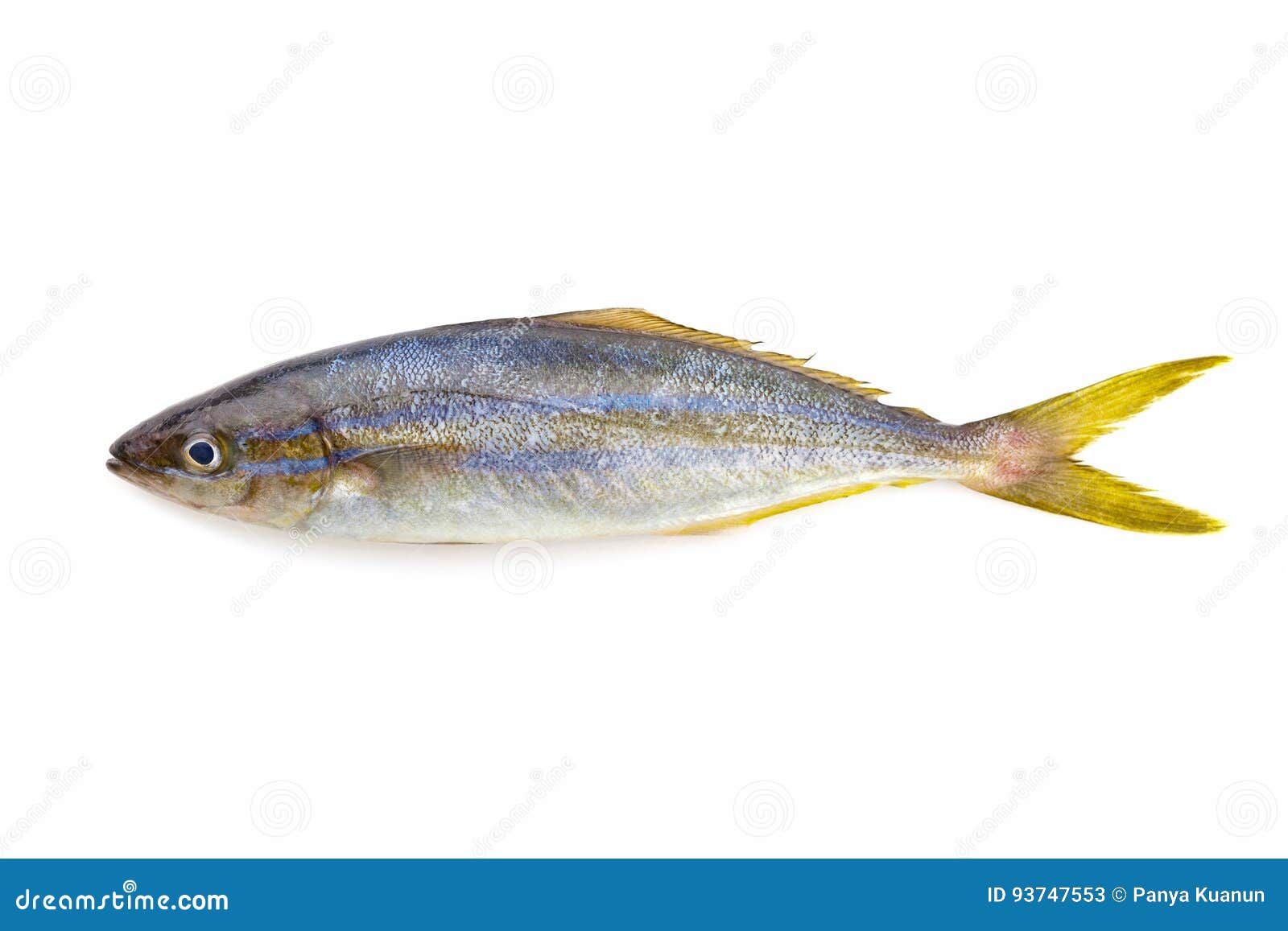 118 Rainbow Runner Fish Stock Photos - Free & Royalty-Free Stock Photos ...