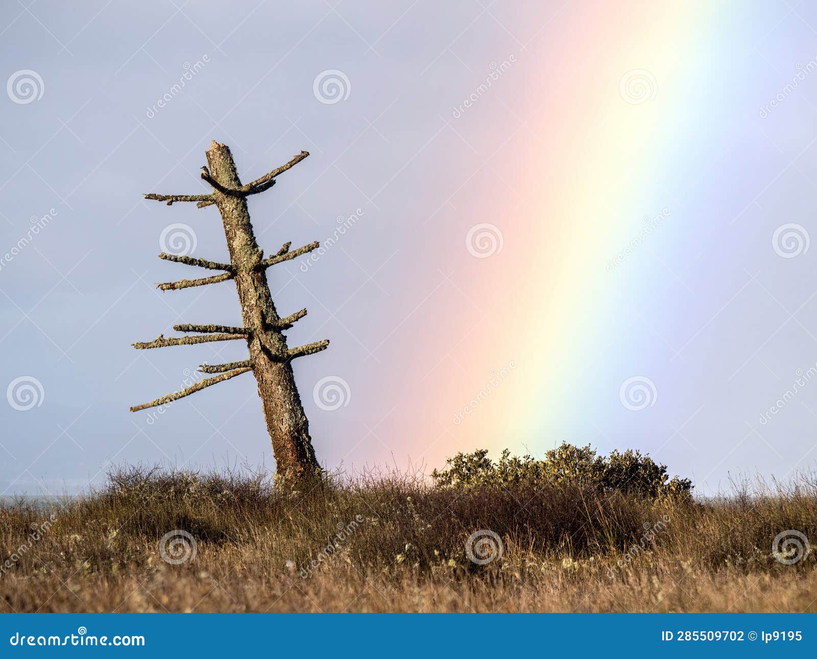 Rainbow S End and Dead Tree Stock Photo - Image of colorful, tree ...