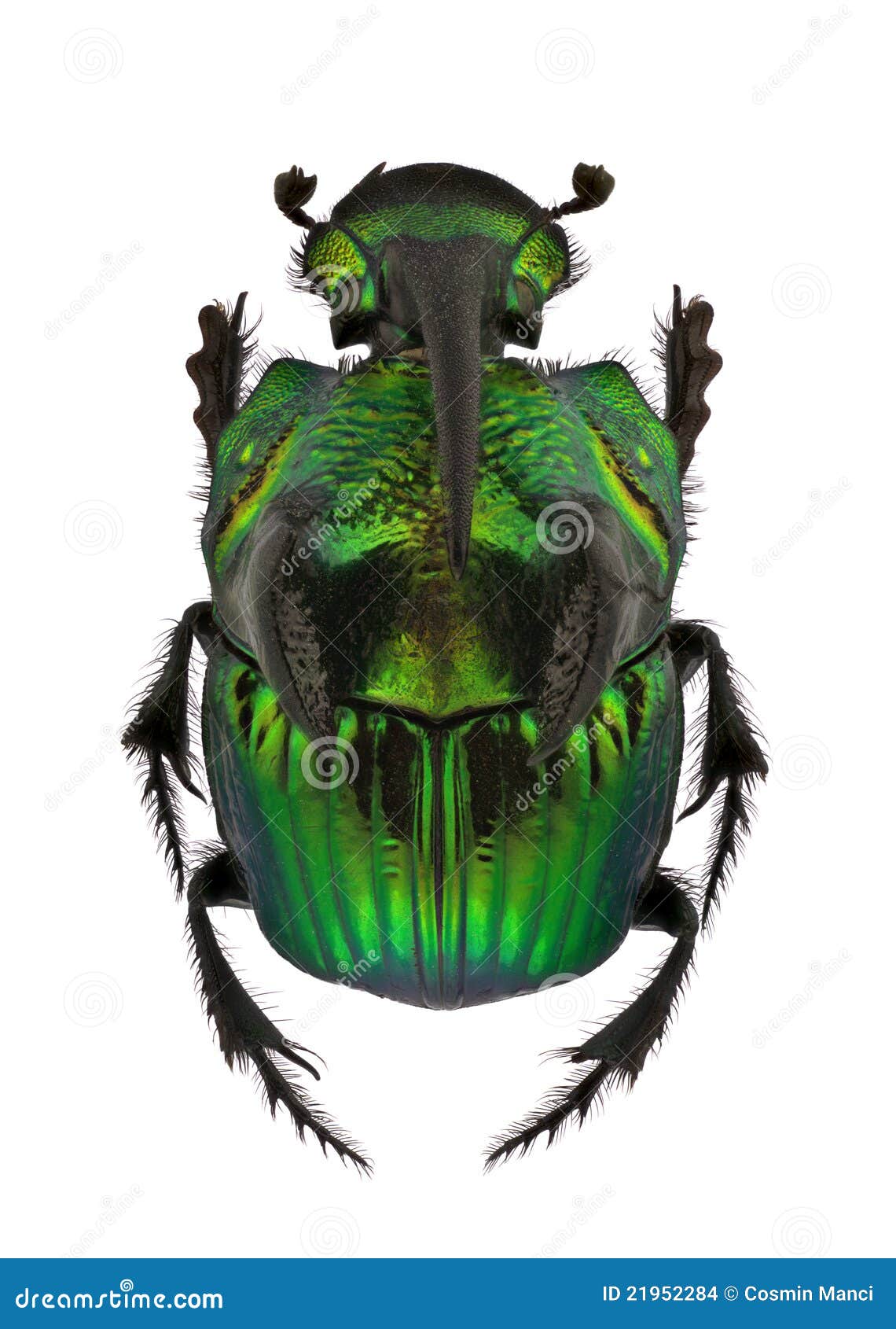 Rainbow Scarabs - Phanaeus Demon Stock Illustration - Illustration of ...