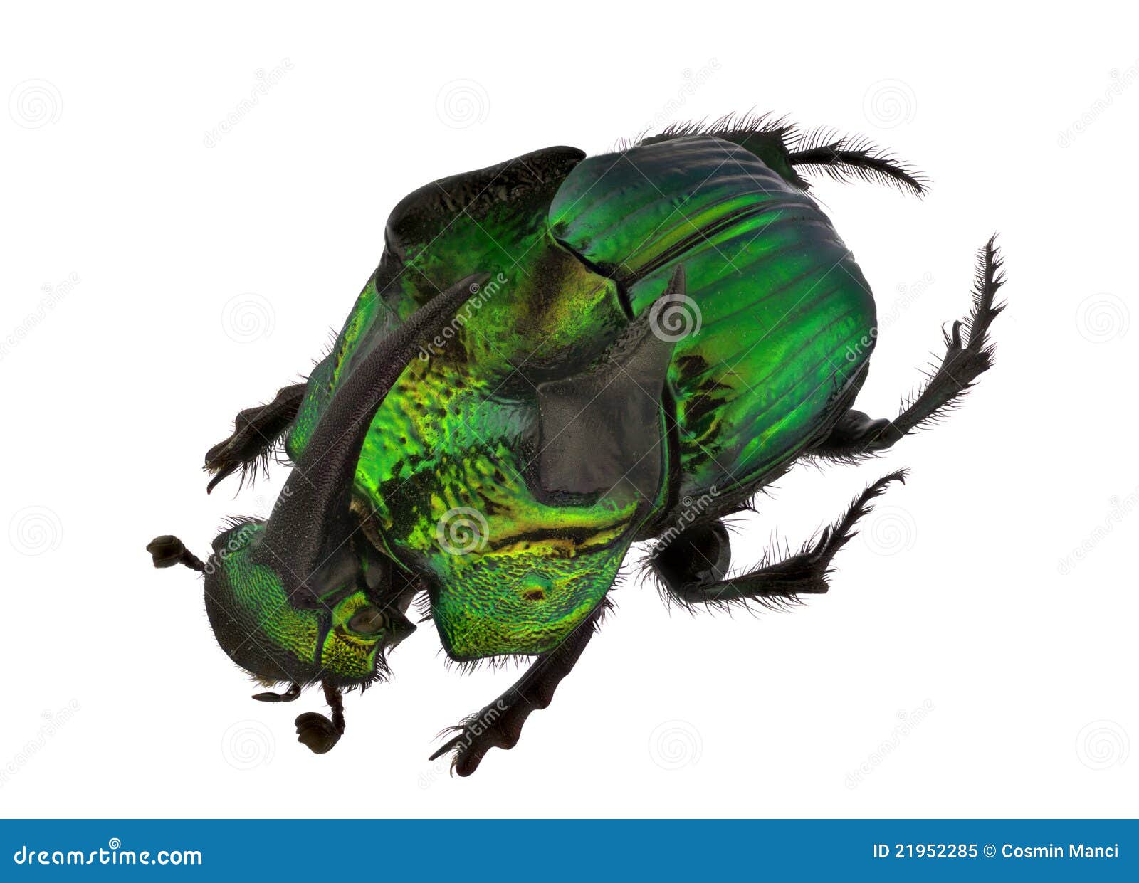 Rainbow Scarabs - Phanaeus Demon Stock Illustration - Illustration of ...