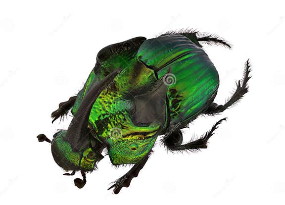 Rainbow Scarabs - Phanaeus Demon Stock Illustration - Illustration of ...