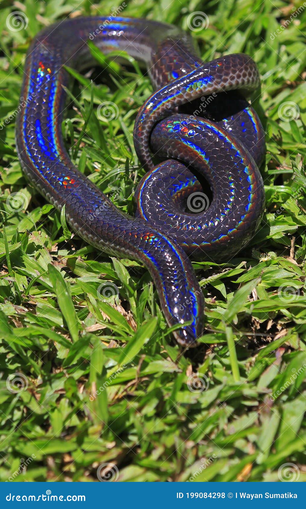 A Rainbow Serpent Sunbathing on the Grass. Stock Photo - Image of ...