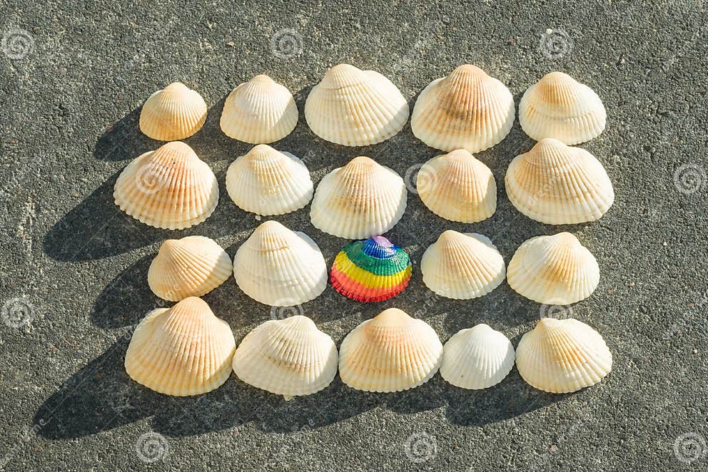 Rainbow Shell, on the Background of White Shells Stock Image - Image of ...