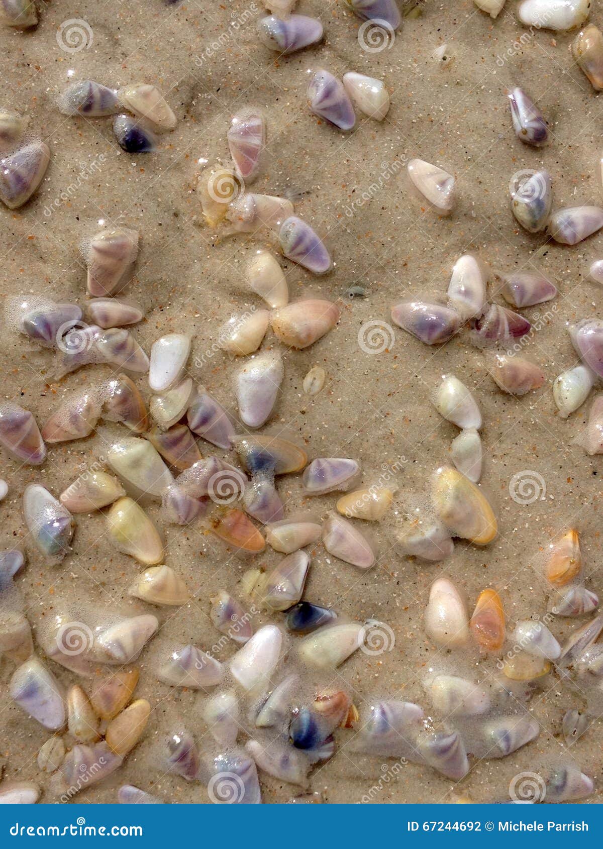 Rainbow of Shells stock photo. Image of daytona, shells - 67244692