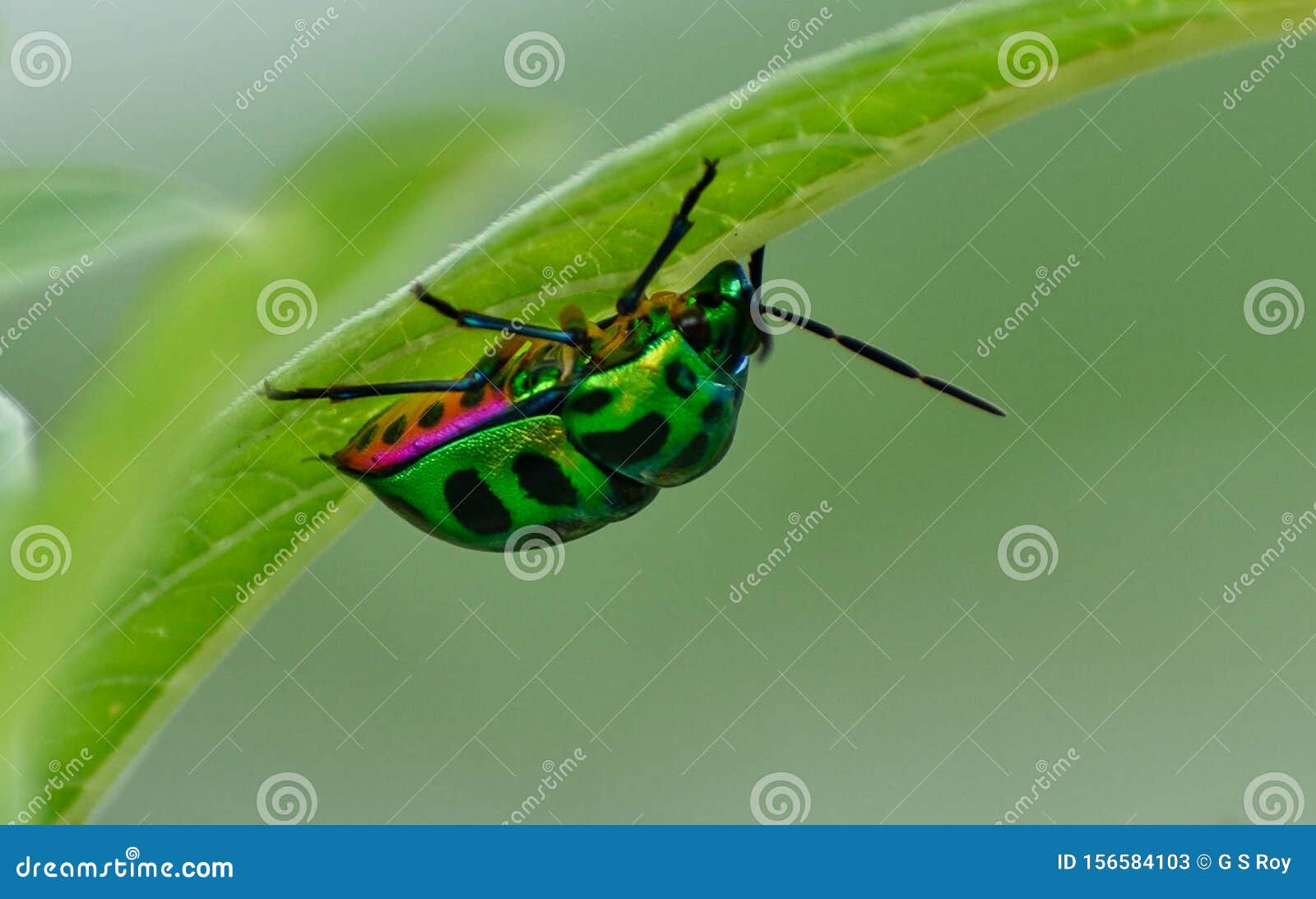 Rainbow Shield Bug stock image. Image of green, nice - 156584103
