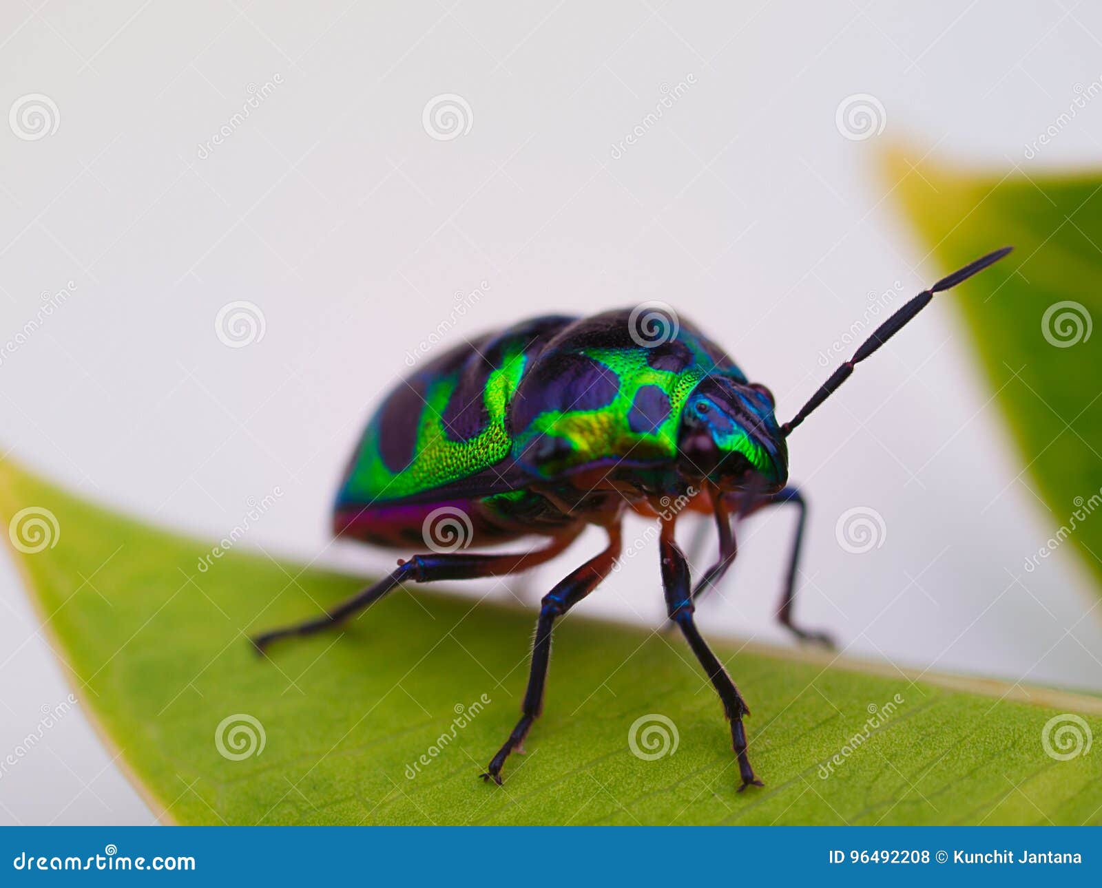 Rainbow Shield Bug , Insects. Stock Photo - Image of bugs, ladybug ...