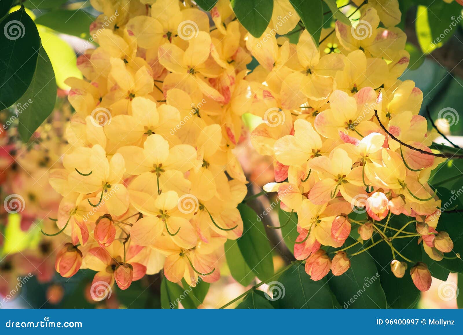 Rainbow Shower Tree Flowers Stock Image - Image of thailand, shower ...