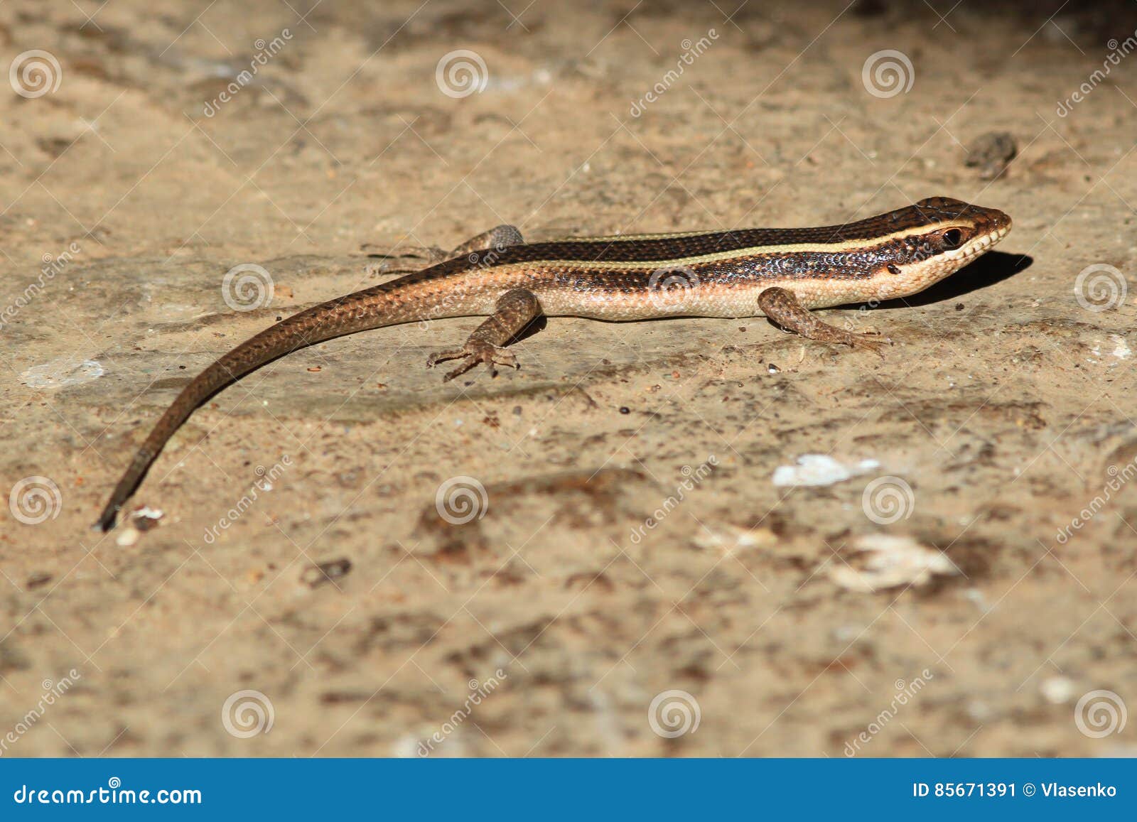 Rainbow Skink stock image. Image of wild, striped, african - 85671391